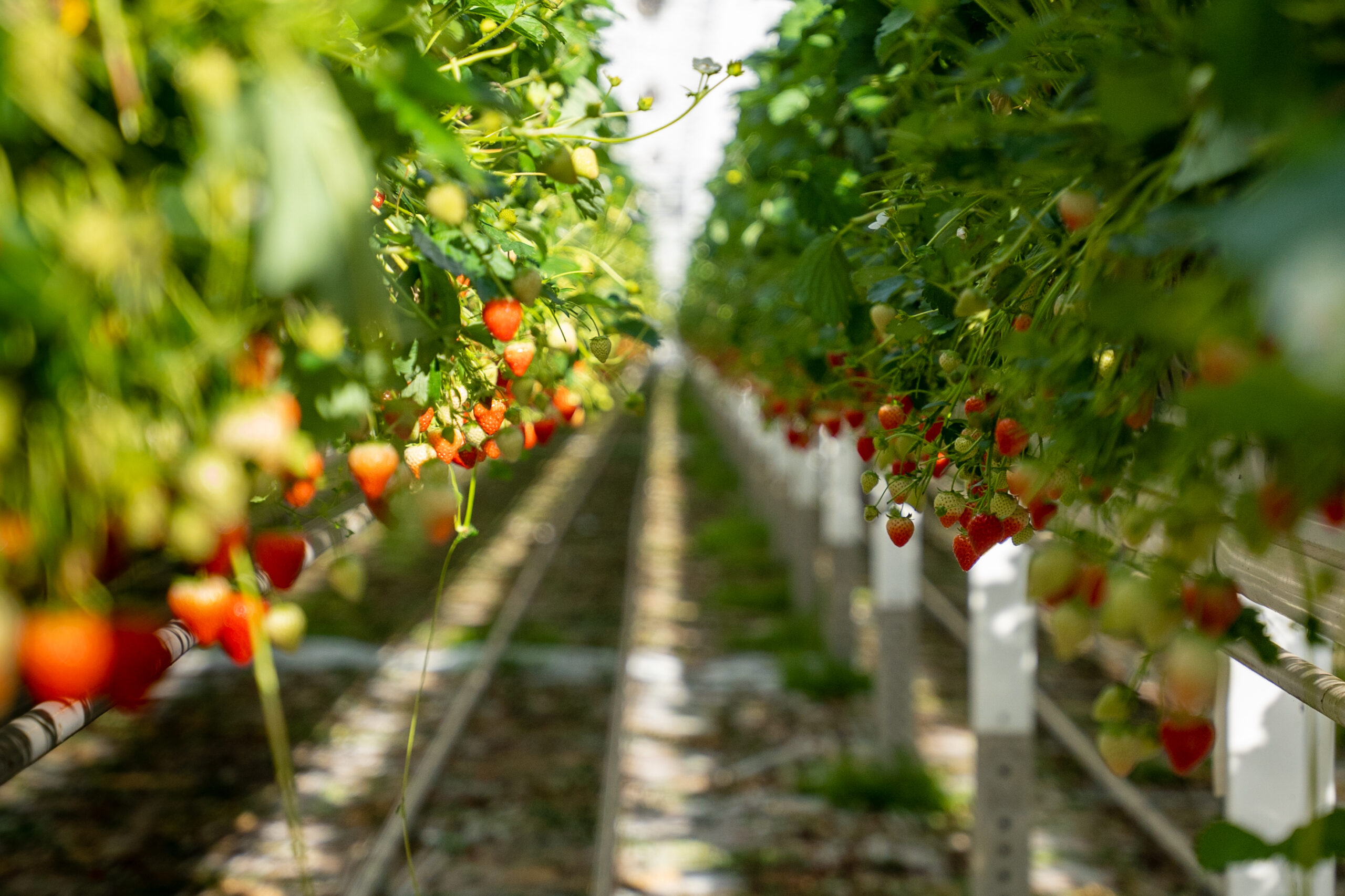 Dutch Berries - Veiling Zaltbommel