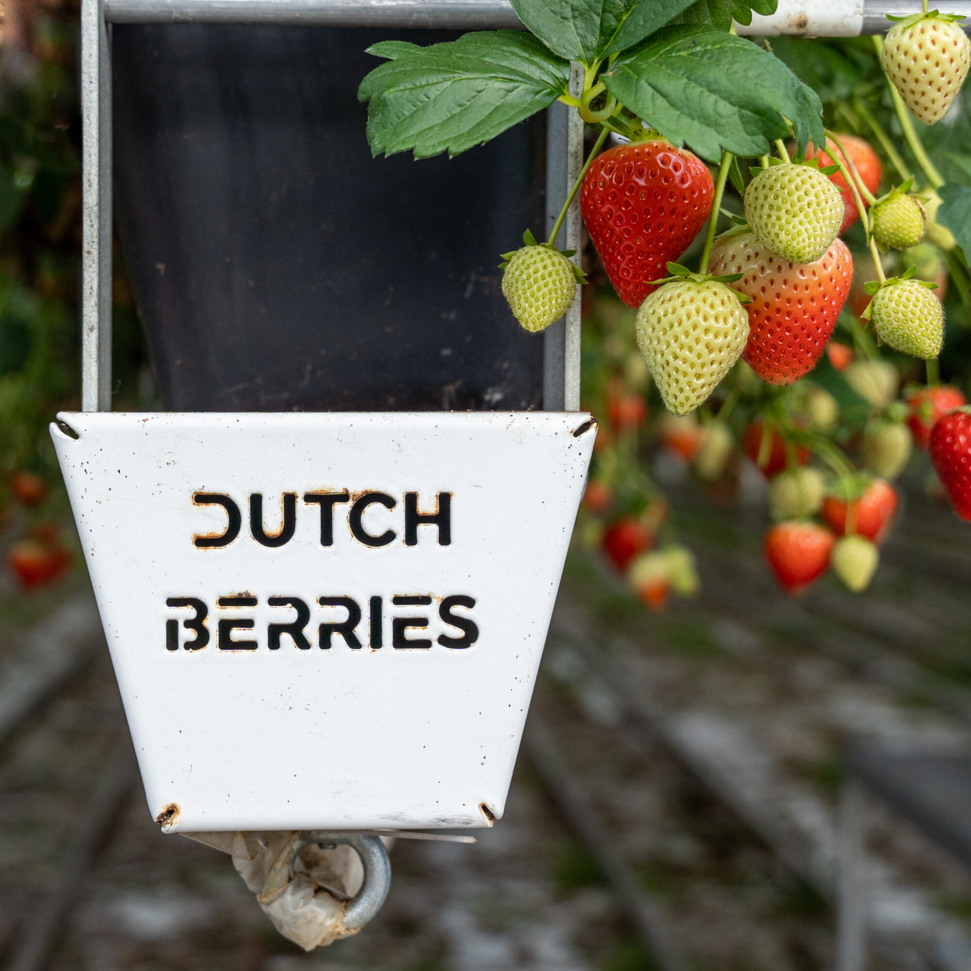 Dutch Berries - Veiling Zaltbommel