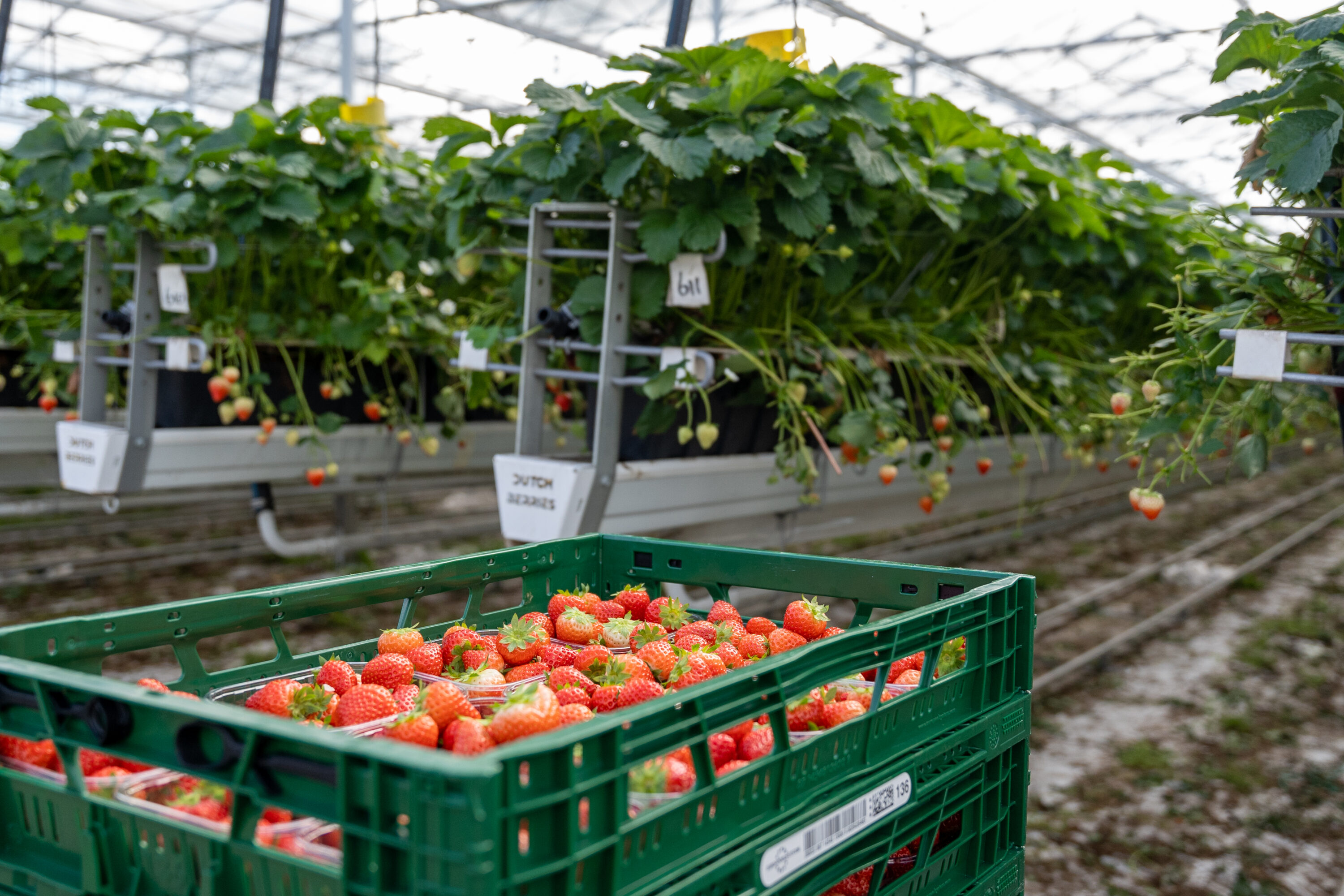 Veiling Zaltbommel - Onze producten